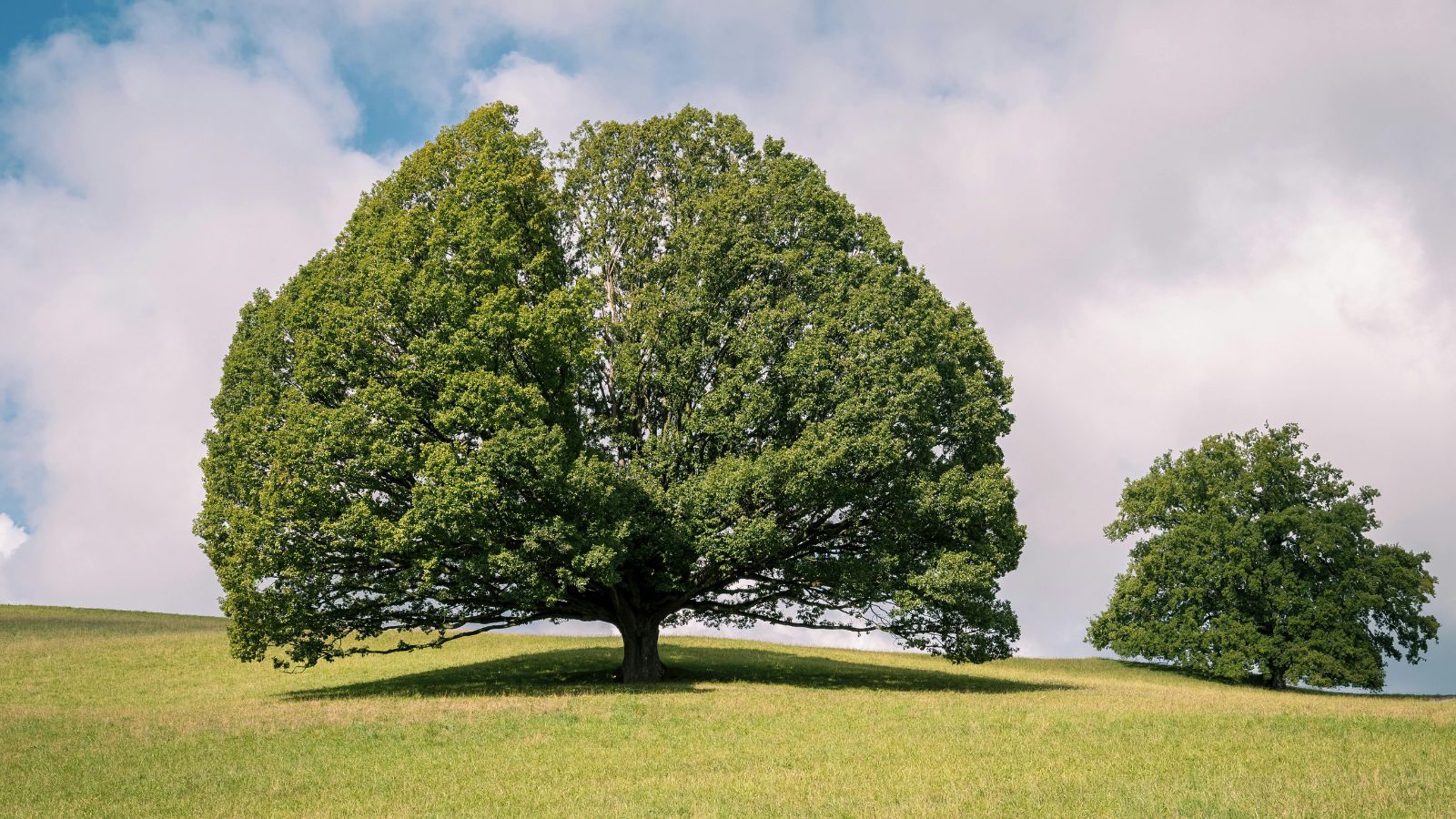 Removing a Large Holly Tree: A Step-by-Step Guide